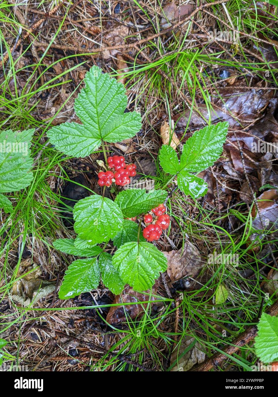 Stone Bramble (Rubus saxatilis Stock Photo - Alamy
