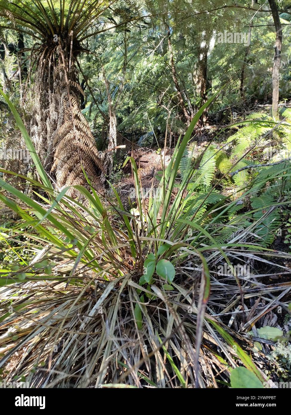Ink Berry (Dianella nigra Stock Photo - Alamy