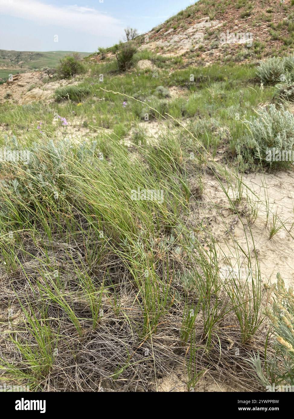 thickspike wheatgrass (Elymus lanceolatus Stock Photo - Alamy