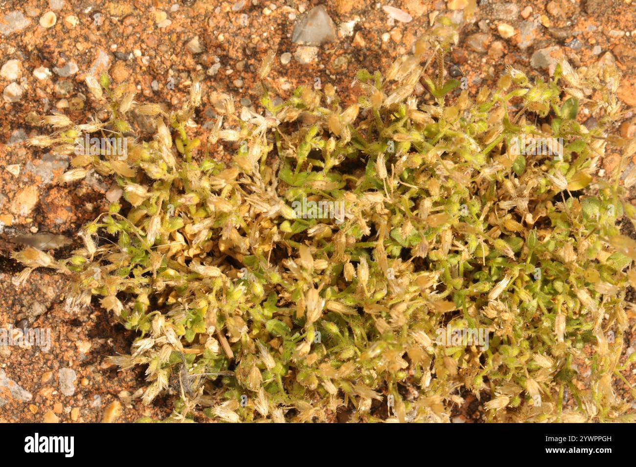 Saltmarsh Sand Spurry (Spergularia marina Stock Photo - Alamy