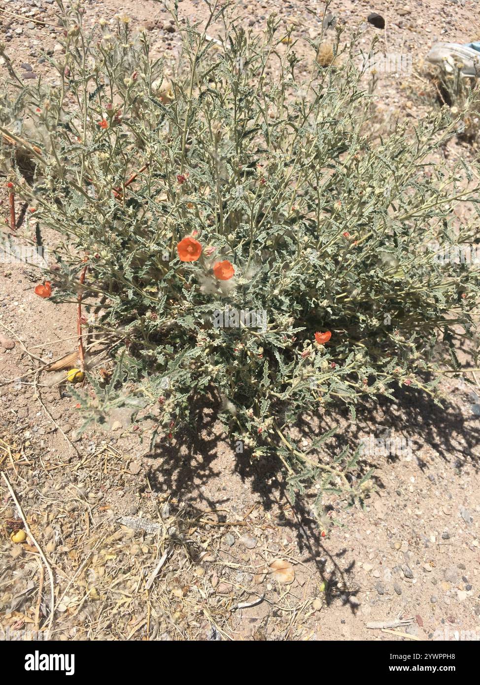 spear globemallow (Sphaeralcea hastulata Stock Photo - Alamy