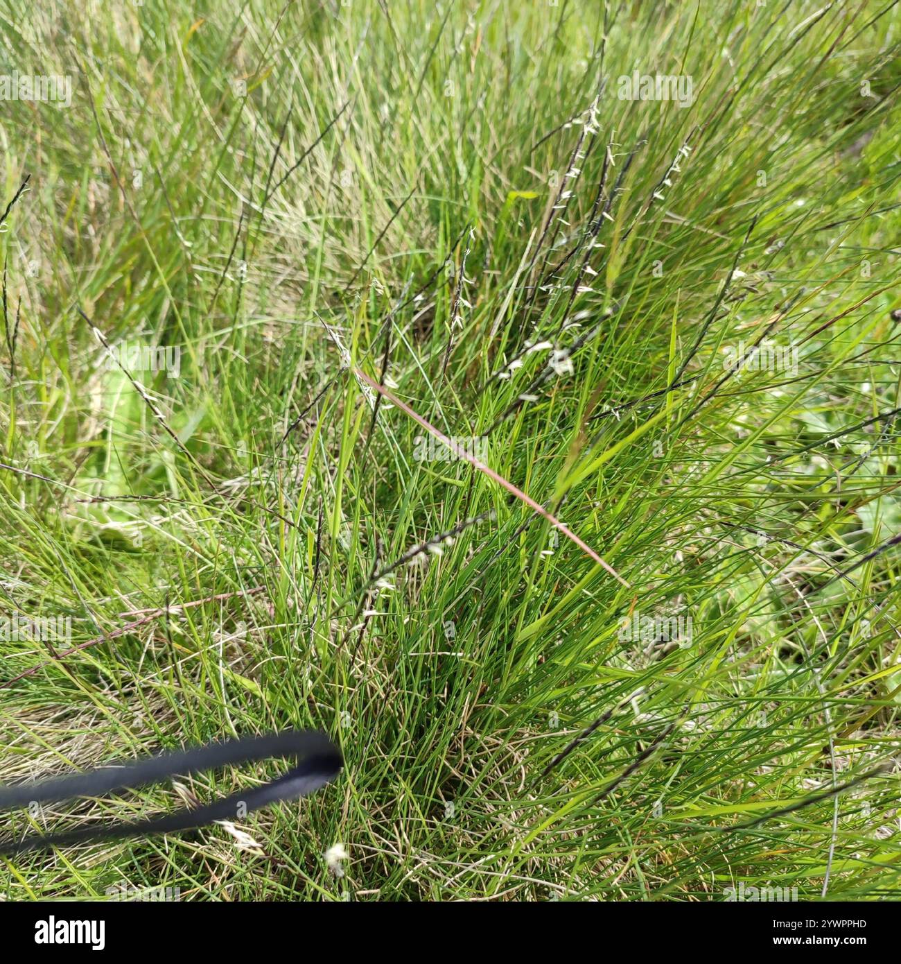 Matgrass (Nardus stricta Stock Photo - Alamy