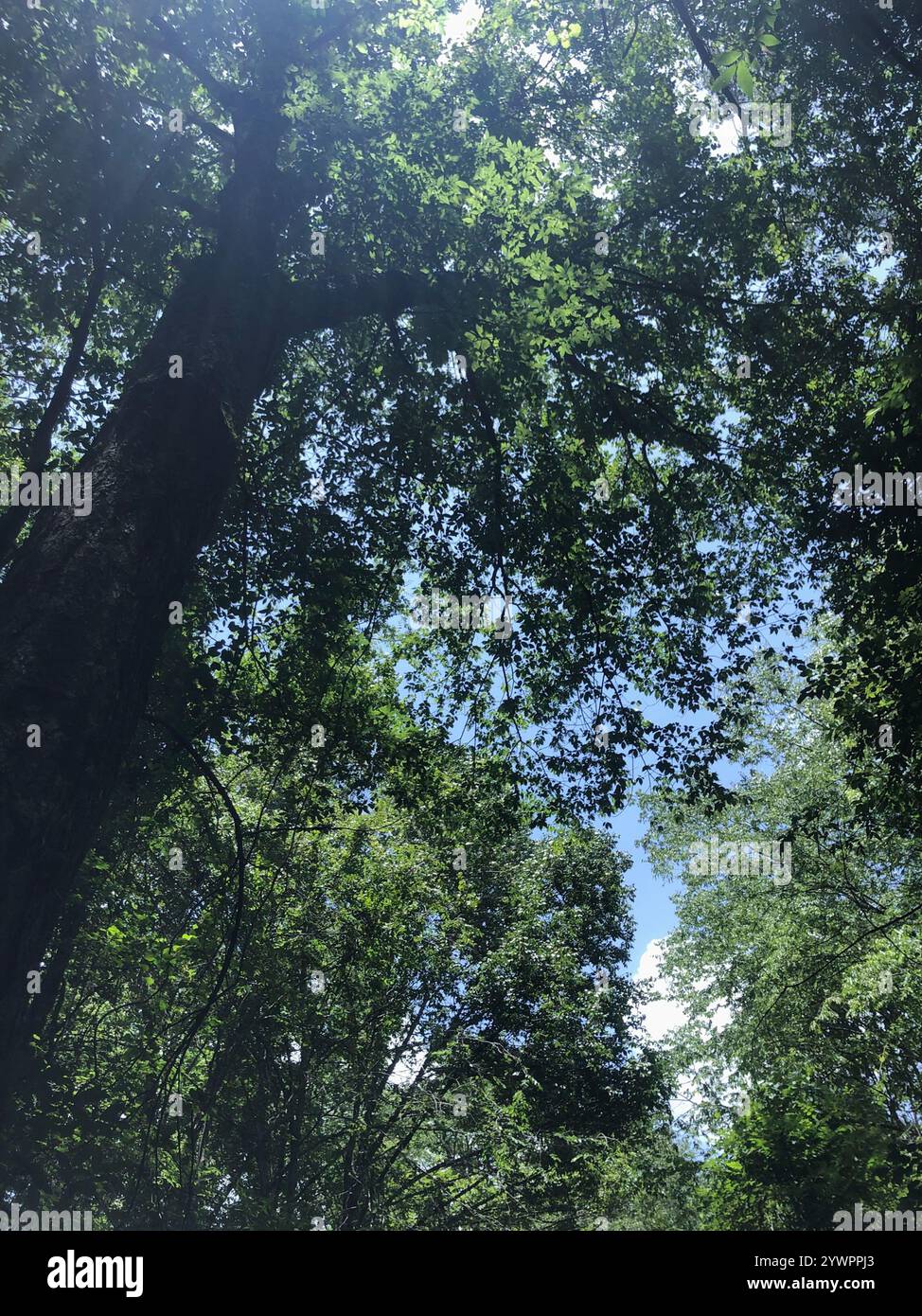 September Elm (Ulmus serotina Stock Photo - Alamy
