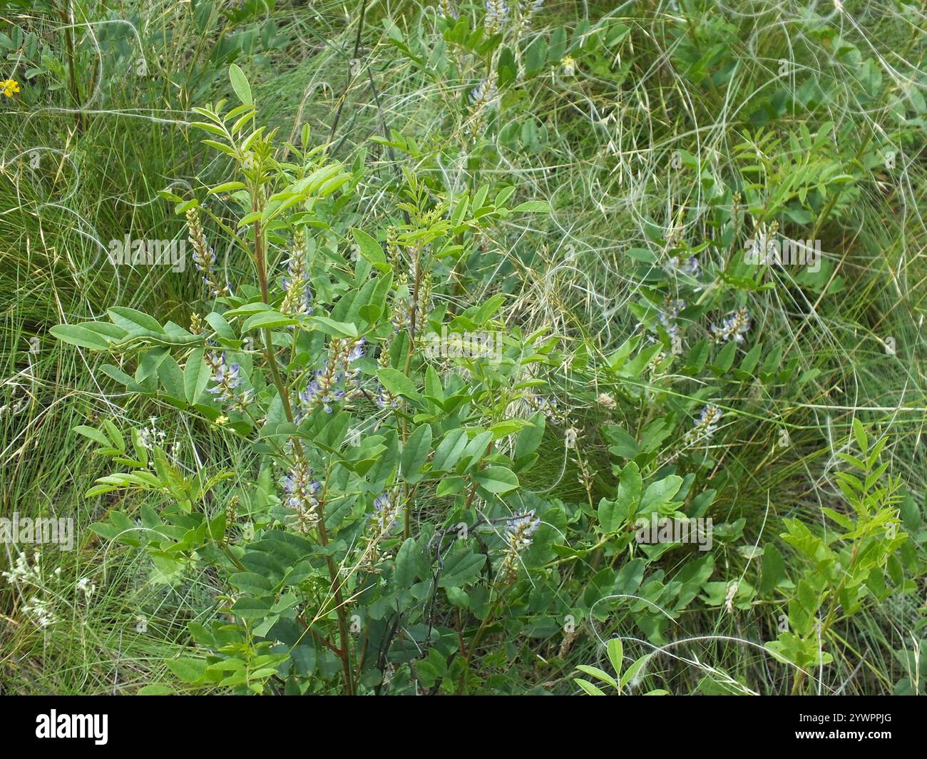 cultivated licorice (Glycyrrhiza glabra Stock Photo - Alamy