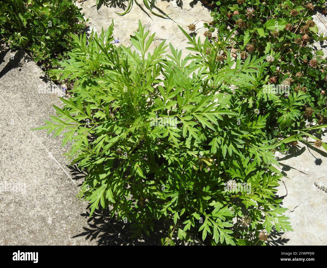 common ragweed (Ambrosia artemisiifolia Stock Photo - Alamy