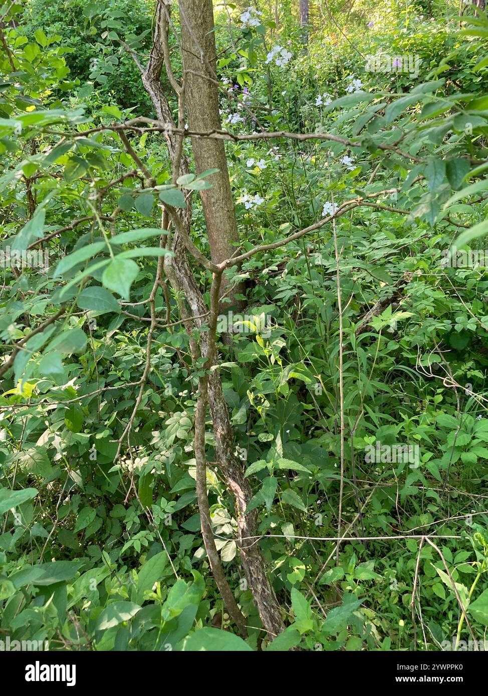common prickly ash (Zanthoxylum americanum Stock Photo - Alamy