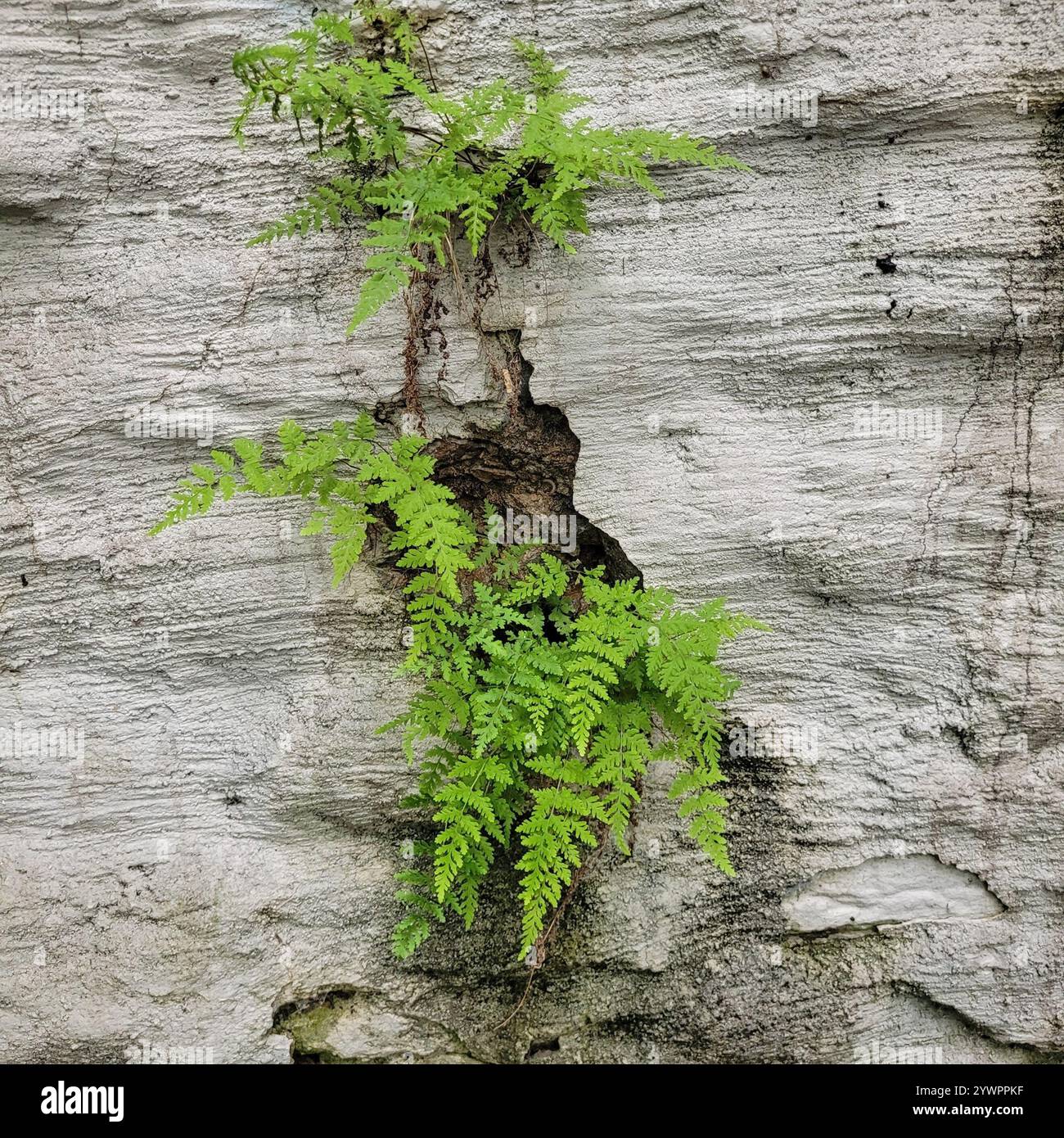 fragile ferns (Cystopteris Stock Photo - Alamy