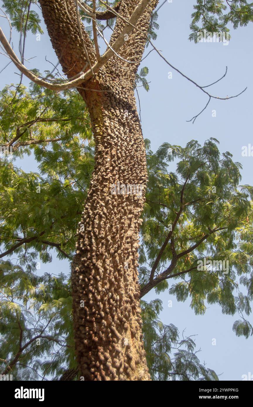 (Anadenanthera colubrina cebil Stock Photo - Alamy