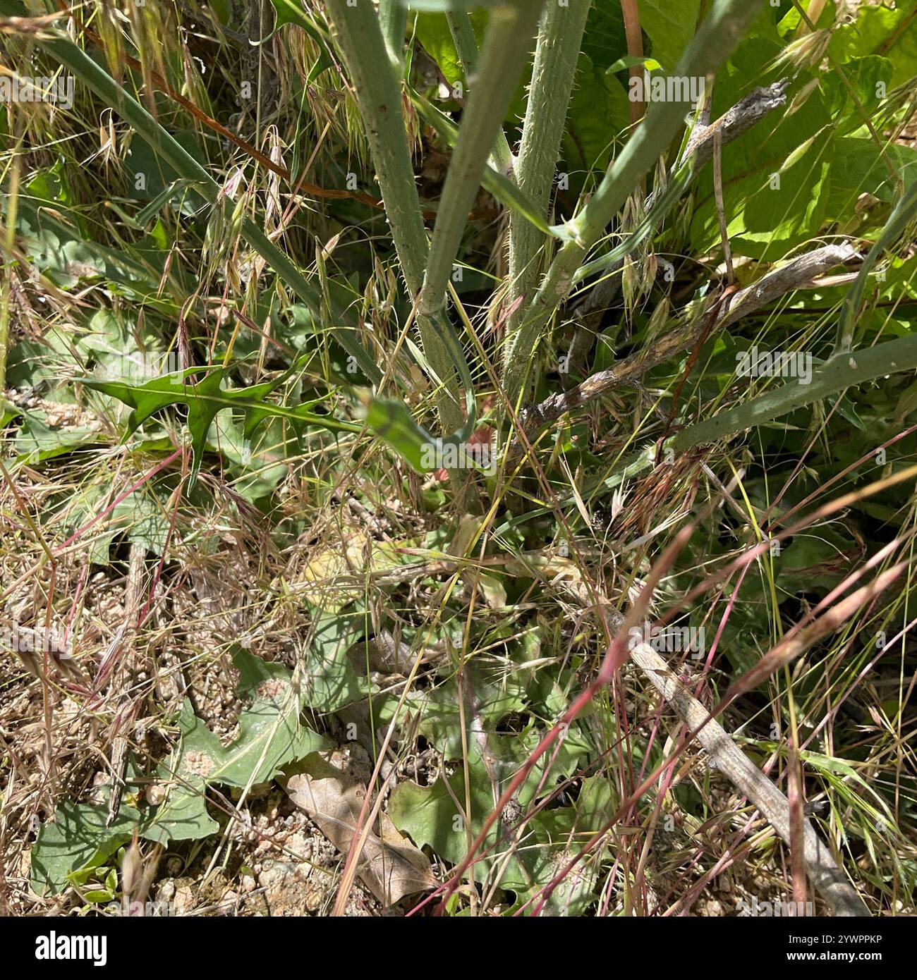 Rush Skeletonweed (Chondrilla juncea Stock Photo - Alamy