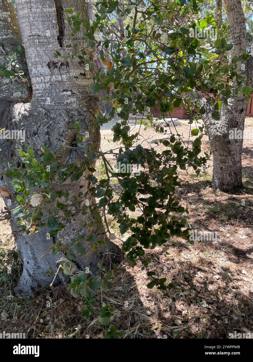 coast live oak (Quercus agrifolia Stock Photo - Alamy