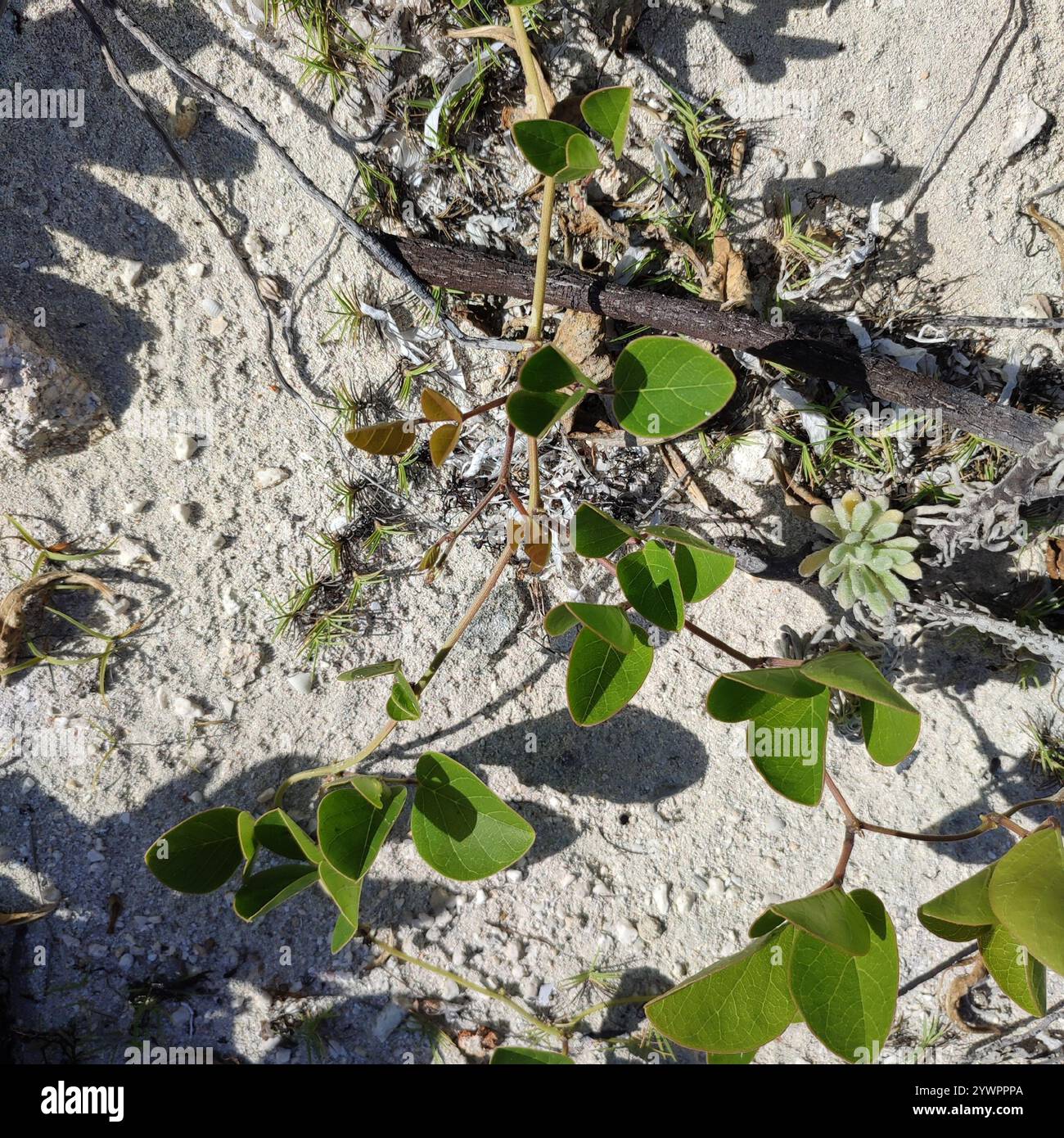 Canavalia rosea beach bean hi-res stock photography and images - Alamy