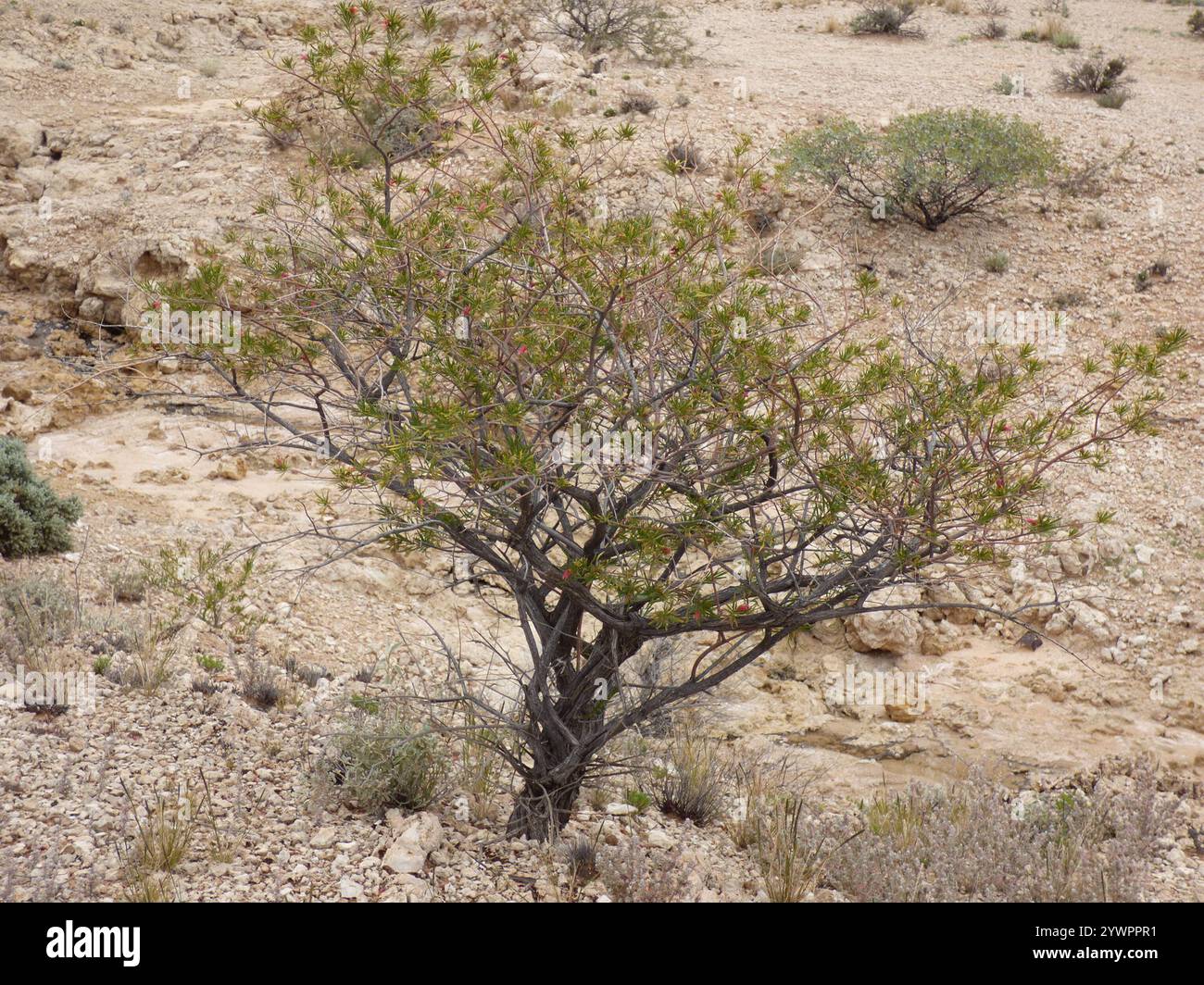 crimson turkey bush (Eremophila latrobei Stock Photo - Alamy