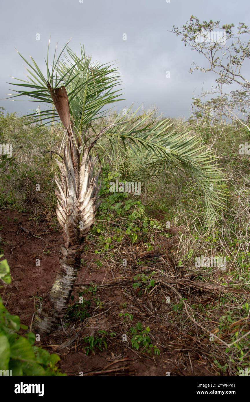 ouricury palm (Syagrus coronata Stock Photo - Alamy