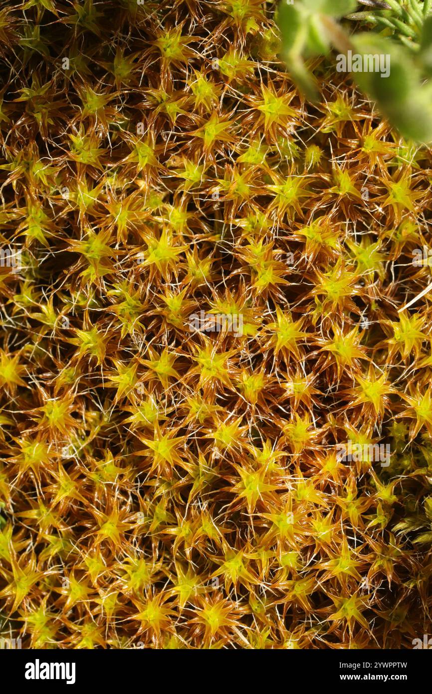Sand-hill Screw-moss (Syntrichia ruraliformis Stock Photo - Alamy