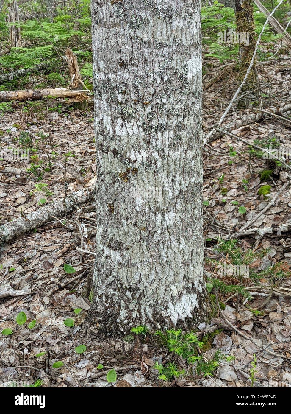 bigtooth aspen (Populus grandidentata Stock Photo - Alamy
