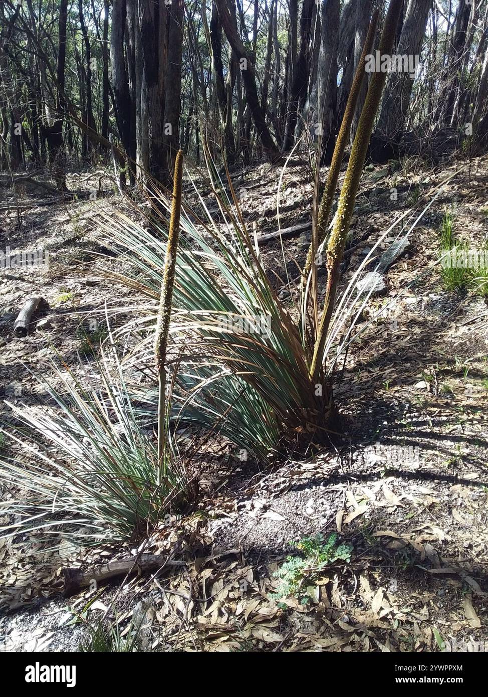 tufted grass-tree (Xanthorrhoea semiplana Stock Photo - Alamy