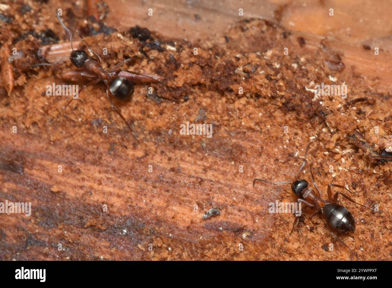 fusca-group Field Ants and Allies (Formica fusca Stock Photo - Alamy