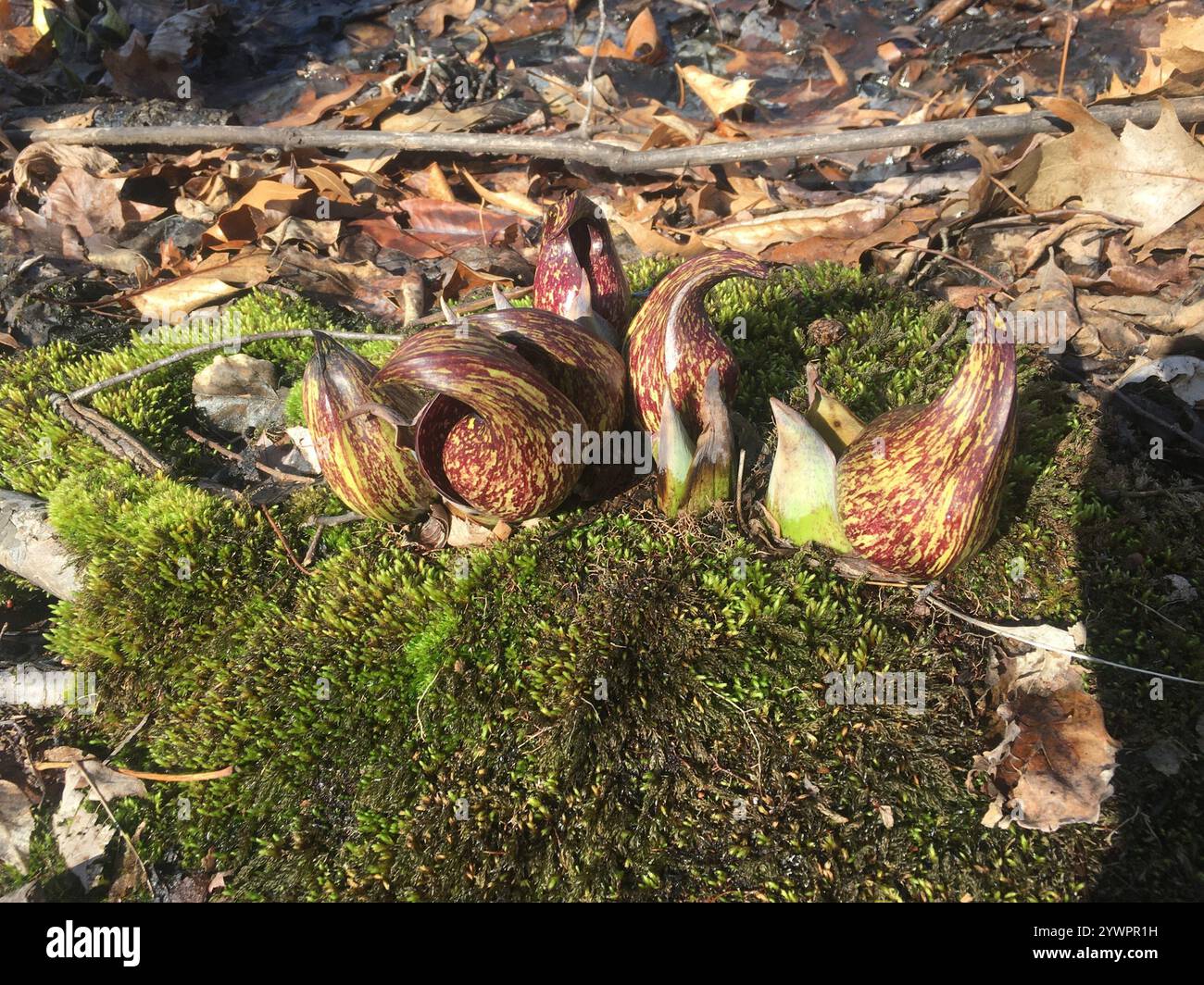 Eastern Skunk Cabbage (Symplocarpus foetidus Stock Photo - Alamy