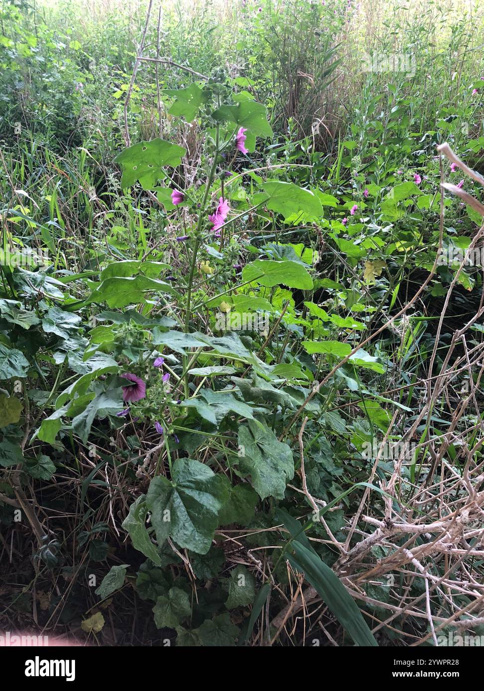 Tree Mallow (Malva arborea Stock Photo - Alamy