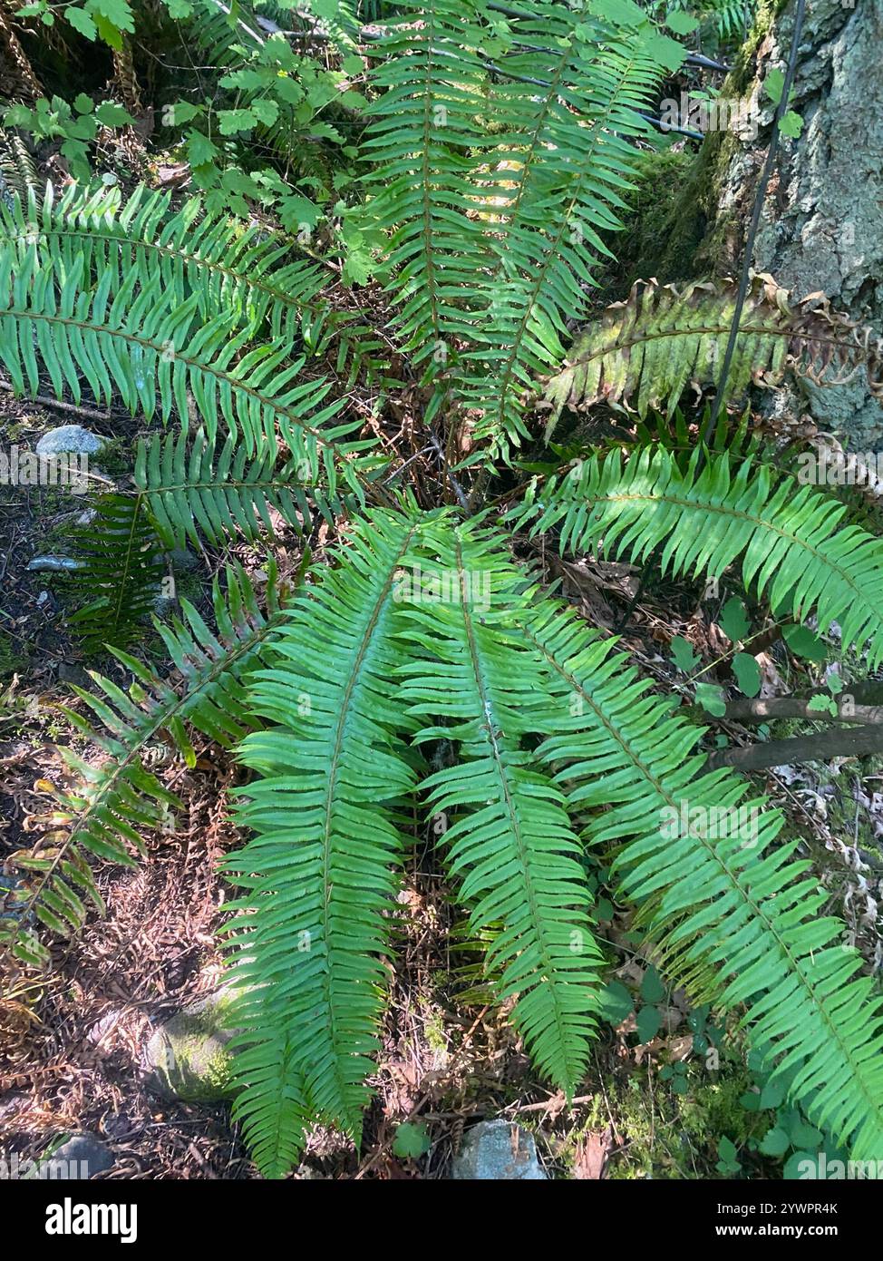 western sword fern (Polystichum munitum Stock Photo - Alamy