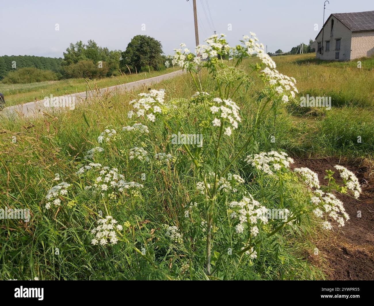 poison hemlock (Conium maculatum Stock Photo - Alamy
