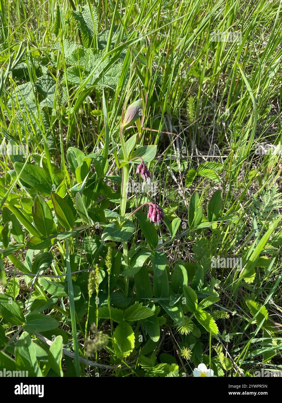 Pisiform grass-pea (Lathyrus pisiformis Stock Photo - Alamy
