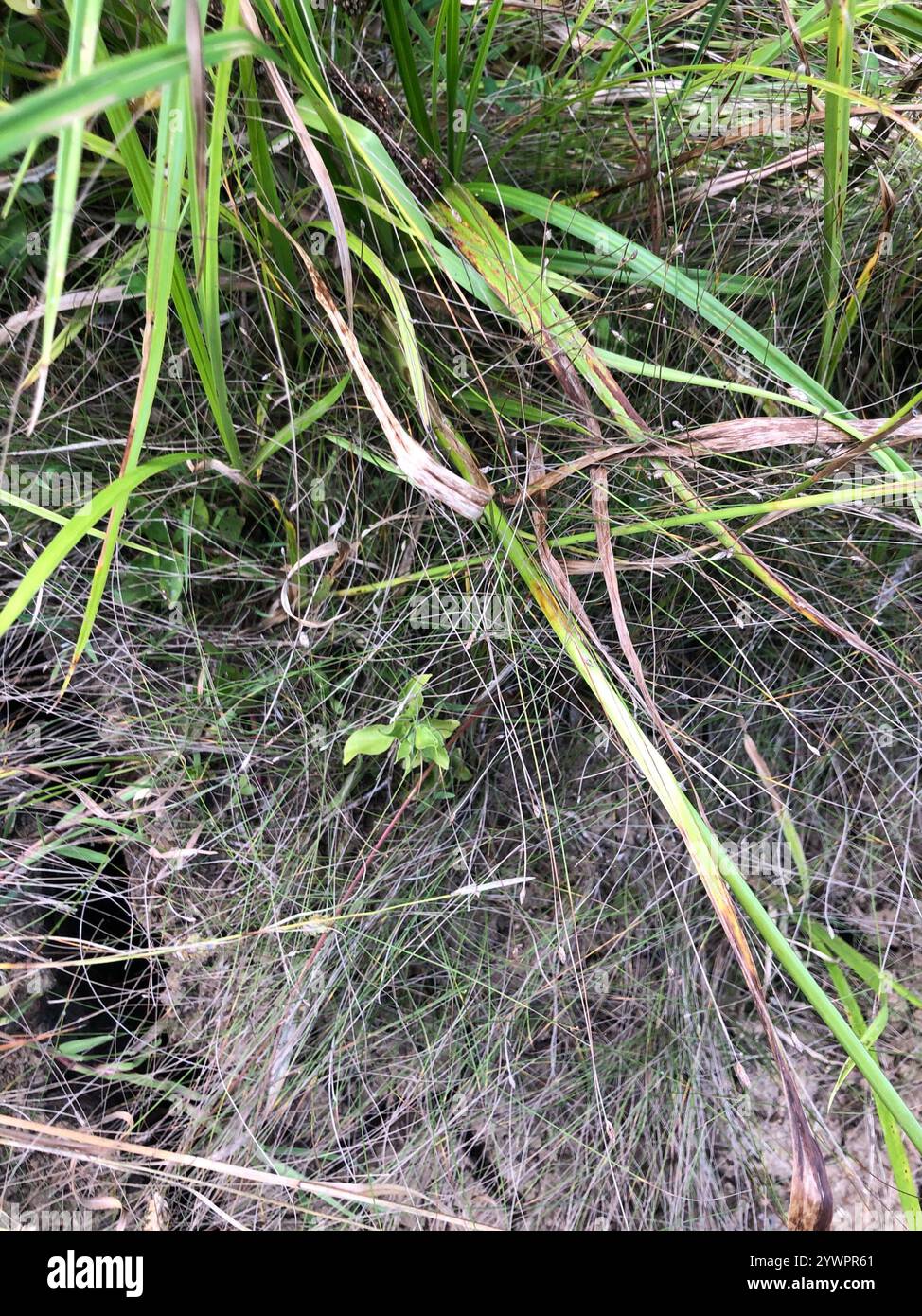 slender spike rush (Eleocharis tenuis verrucosa Stock Photo - Alamy