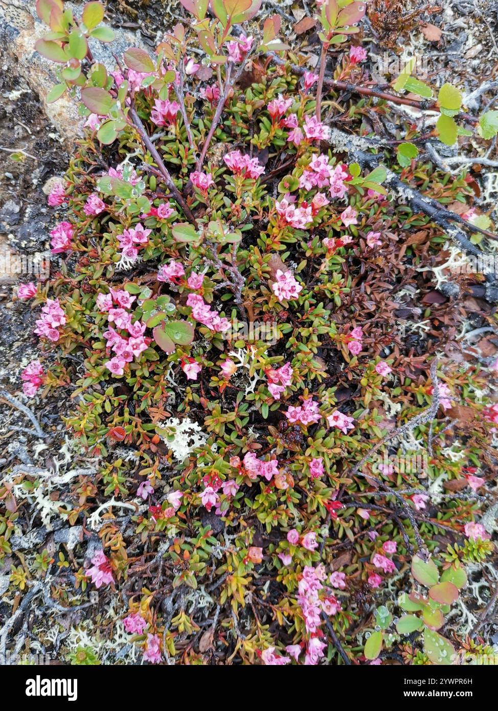 alpine azalea (Kalmia procumbens Stock Photo - Alamy