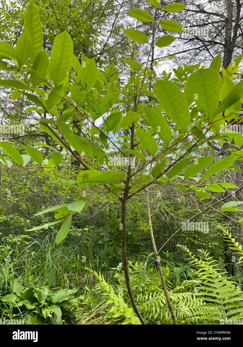 poison sumac (Toxicodendron vernix Stock Photo - Alamy