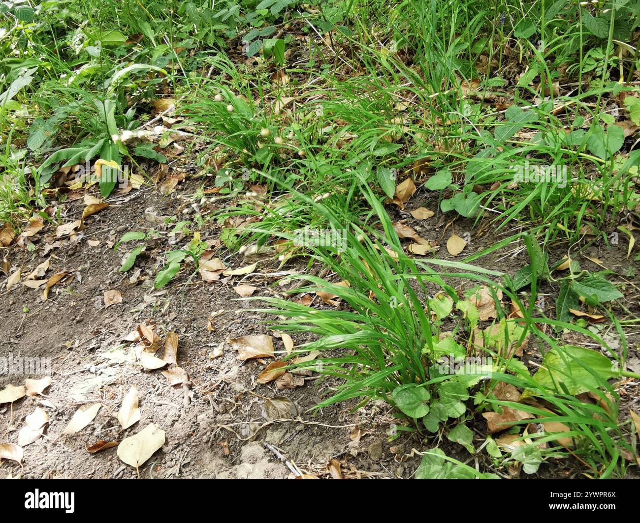 Wood melick hi-res stock photography and images - Alamy