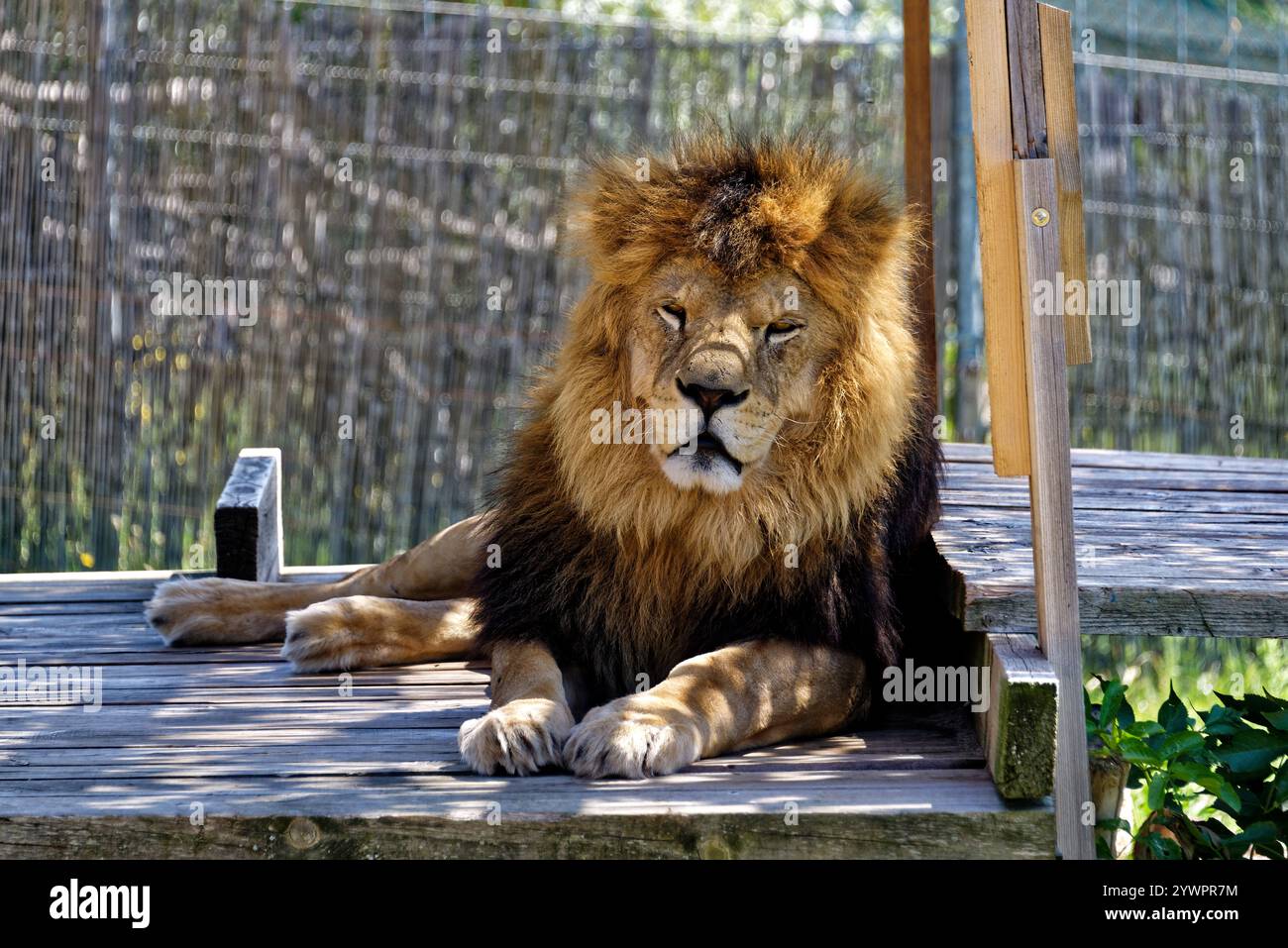 Tábor a jeho ZOO / Tábor and its ZOO Stock Photo - Alamy