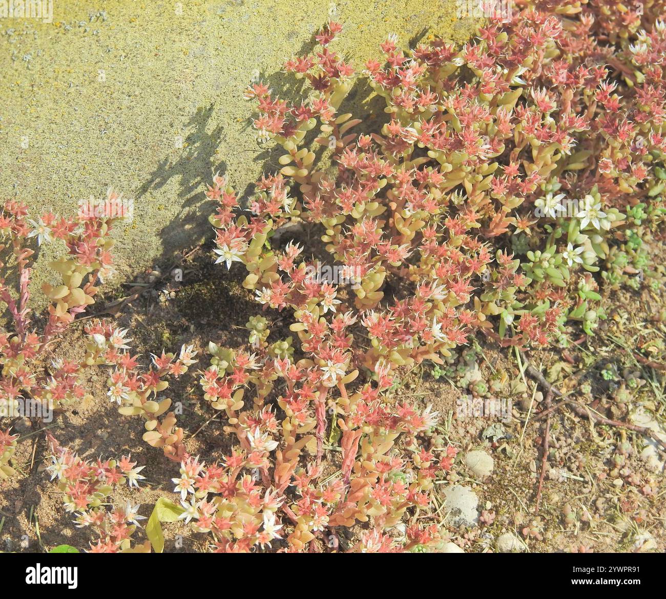 Spanish Stonecrop (Sedum hispanicum Stock Photo - Alamy