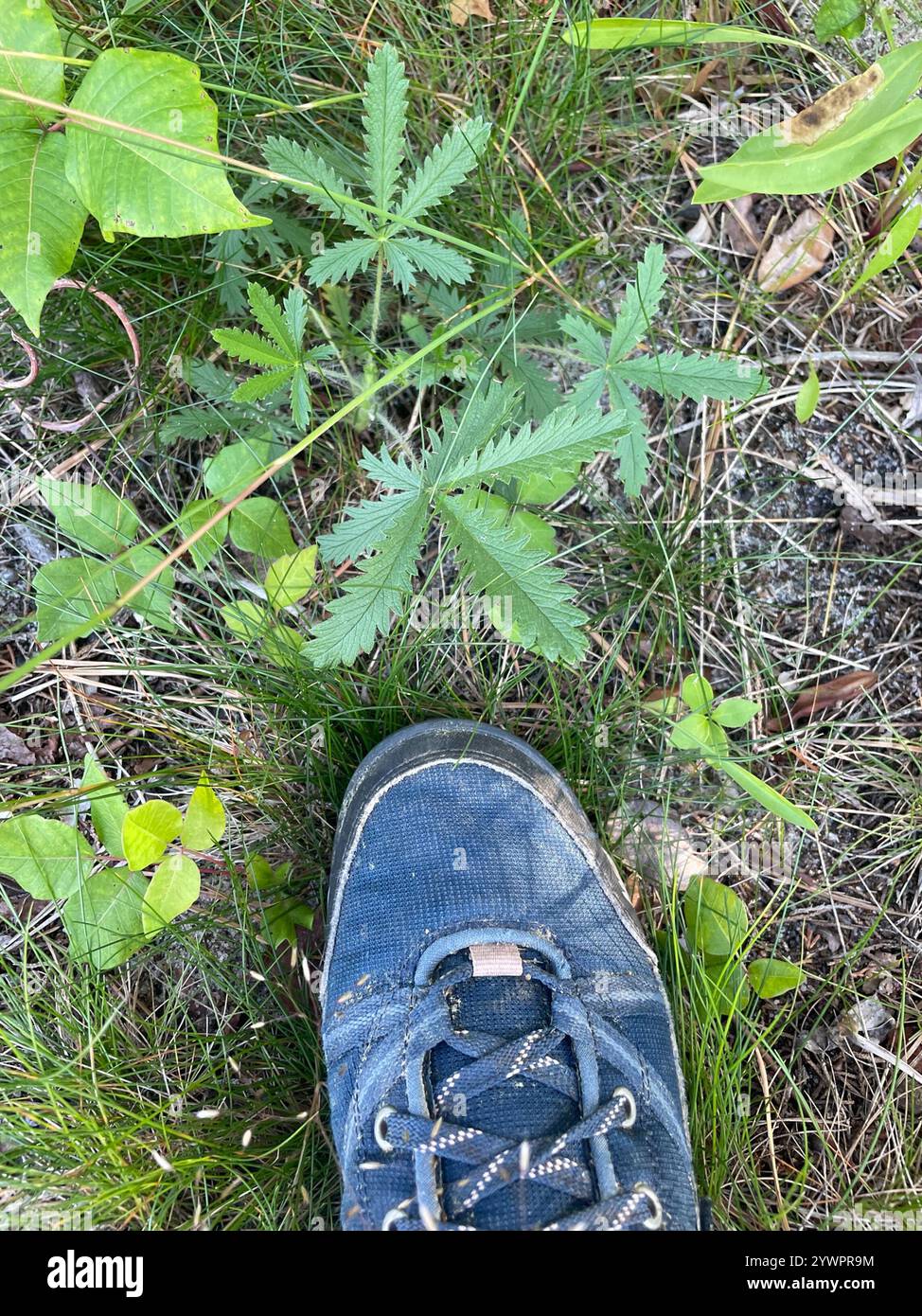 sulphur cinquefoil (Potentilla recta Stock Photo - Alamy
