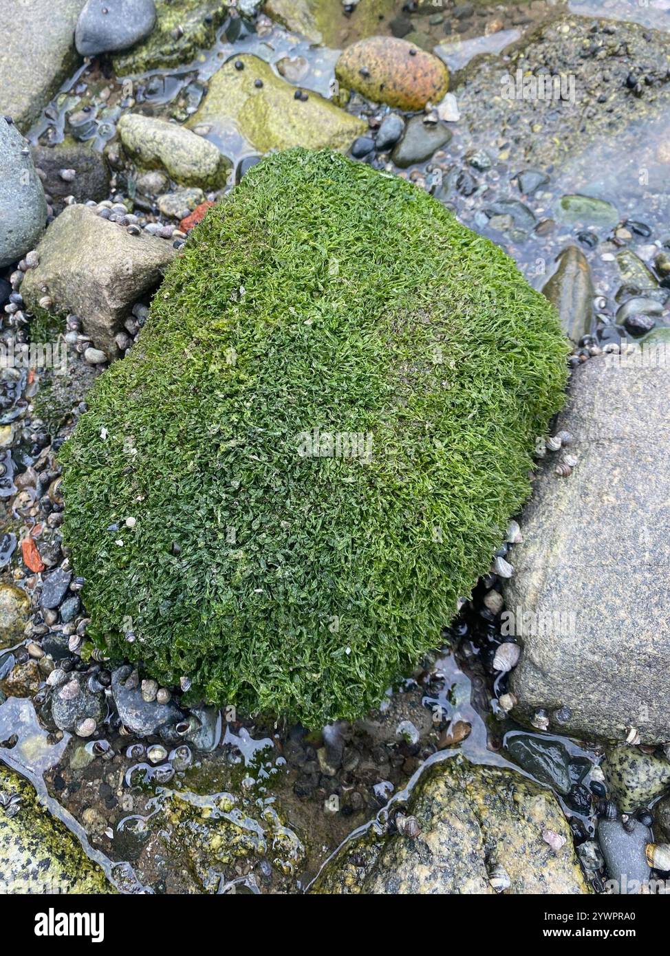green algae (Chlorophyta Stock Photo - Alamy