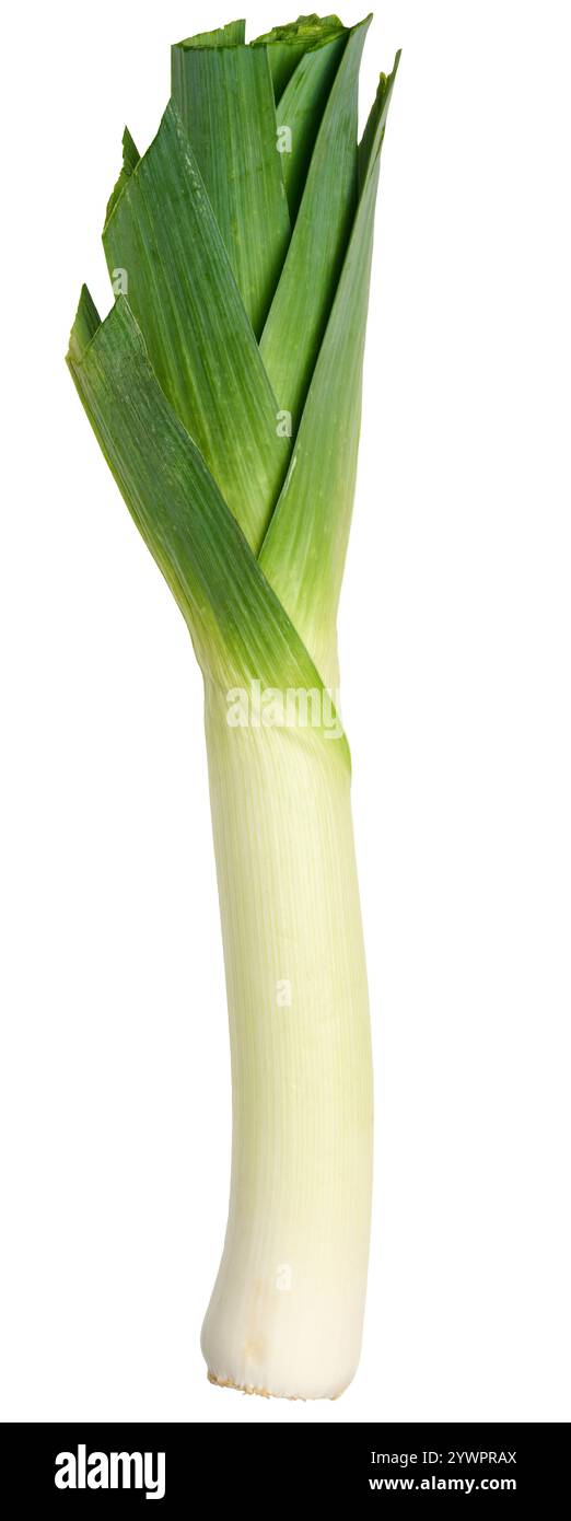 Fresh leek on isolated background, ingredient for salad Stock Photo - Alamy