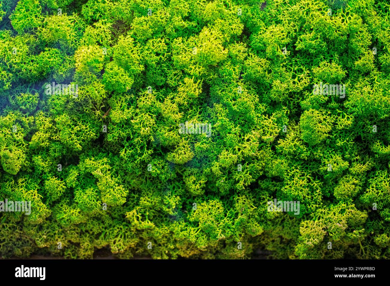 live green moss element in eco-interior Stock Photo - Alamy