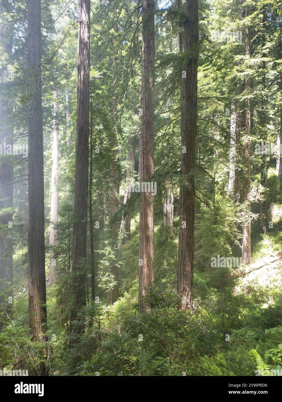 coast redwood (Sequoia sempervirens Stock Photo - Alamy