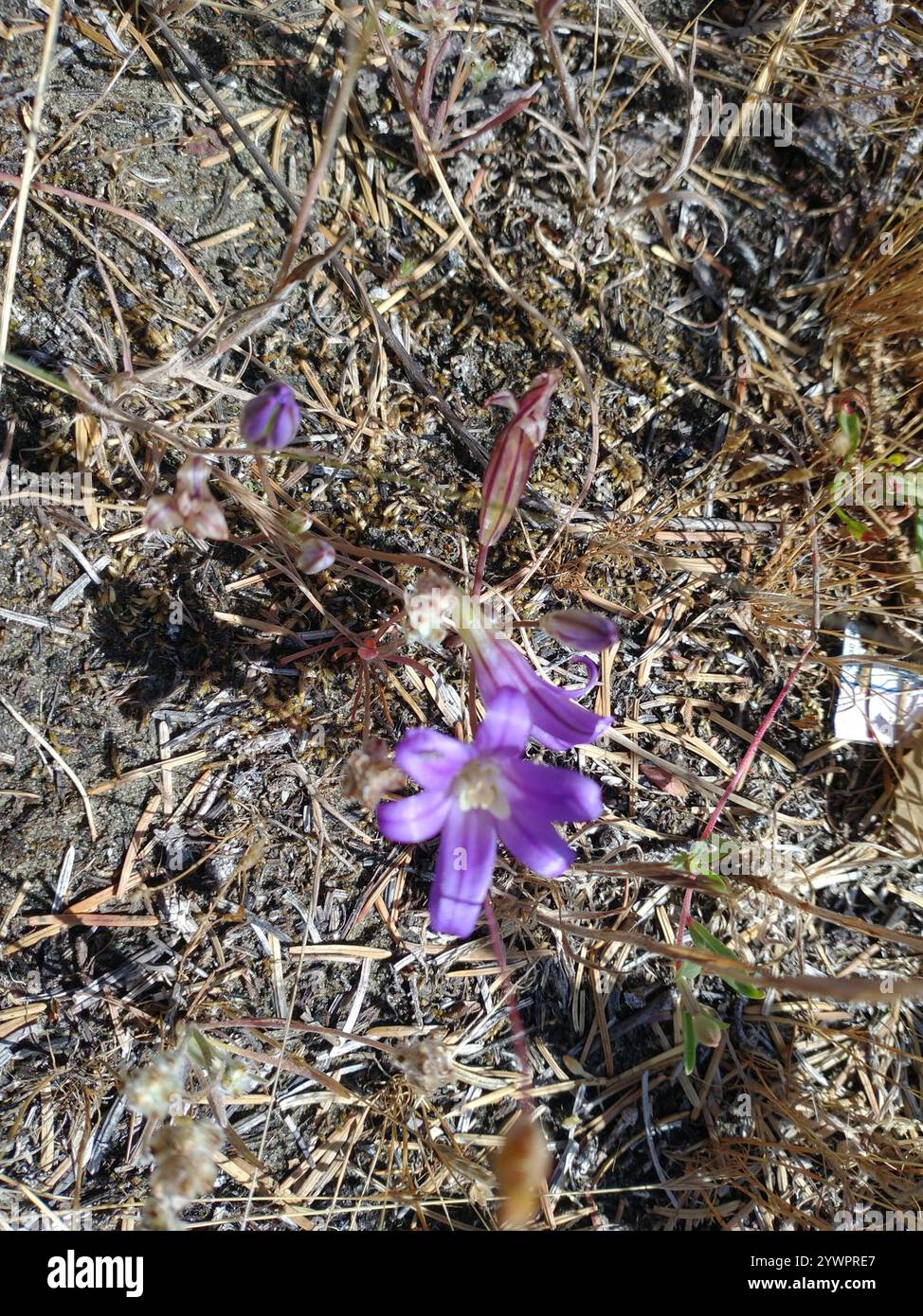 Dwarf Brodiaea (Brodiaea terrestris Stock Photo - Alamy