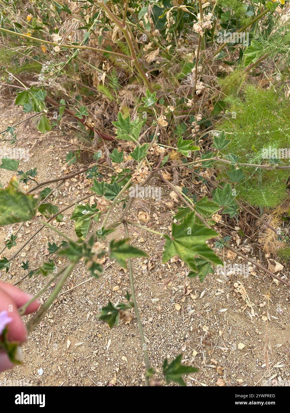 Cretan mallow (Malva multiflora Stock Photo - Alamy
