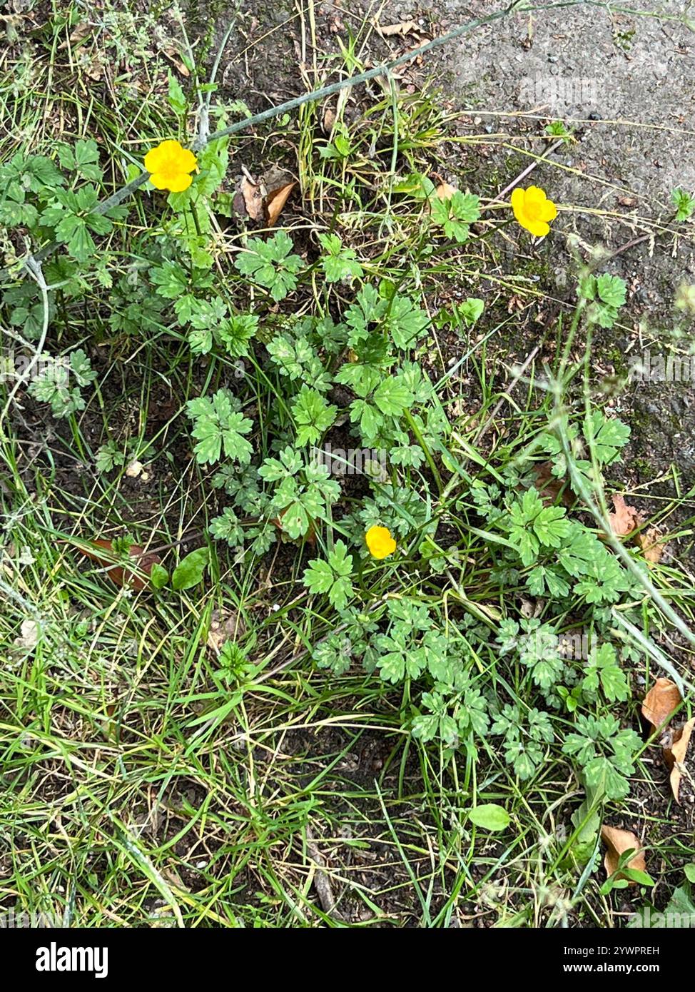 Creeping buttercup (Ranunculus repens Stock Photo - Alamy