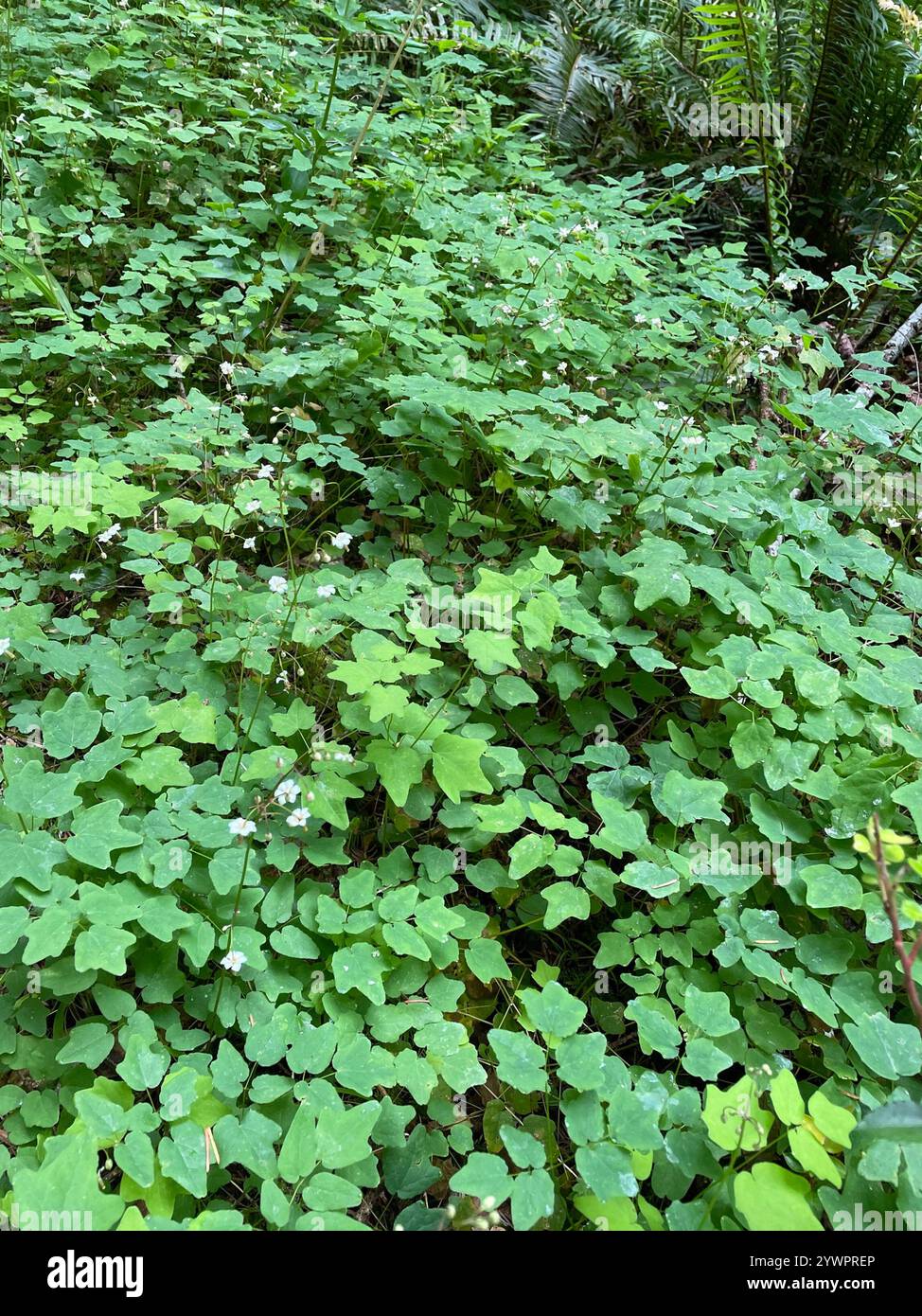 White Inside-out Flower (Vancouveria hexandra Stock Photo - Alamy