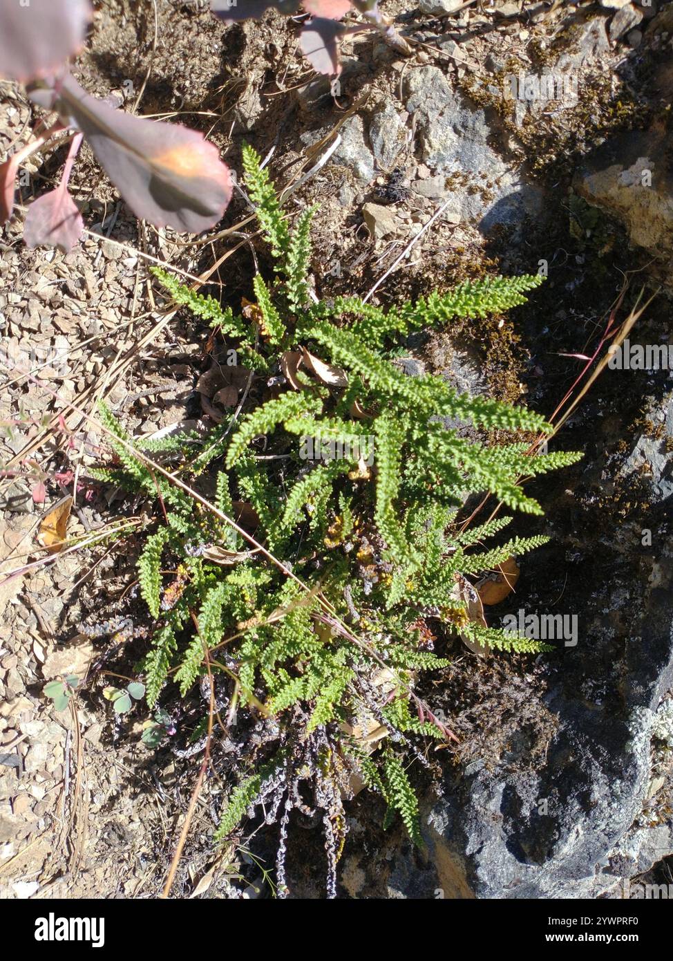 lace lip fern (Myriopteris gracillima Stock Photo - Alamy