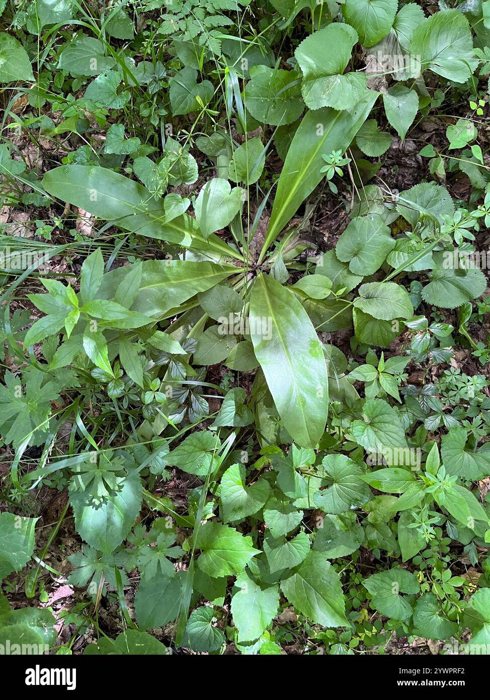 American columbo (Frasera caroliniensis Stock Photo - Alamy