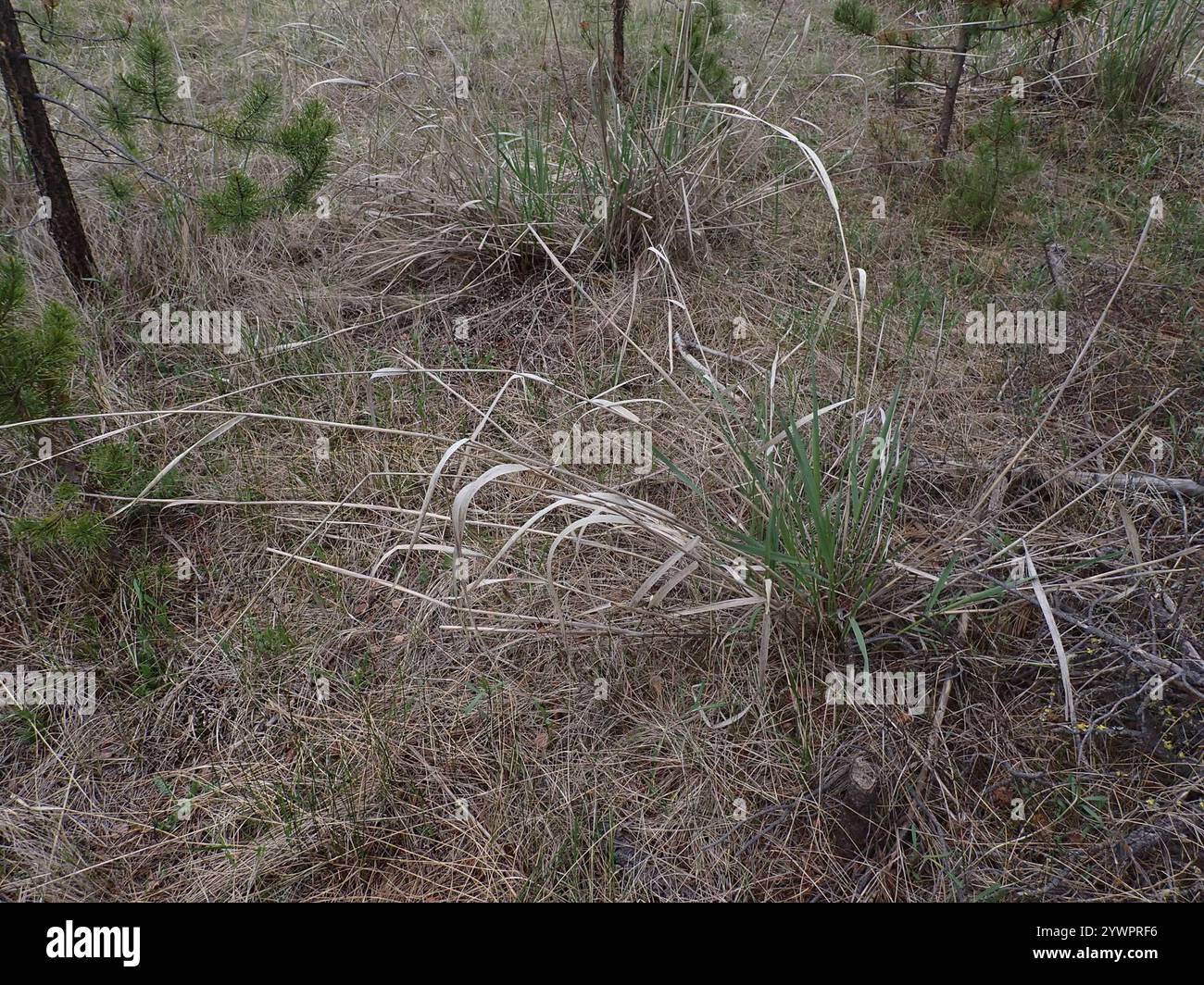 Leymus cinereus hi-res stock photography and images - Alamy