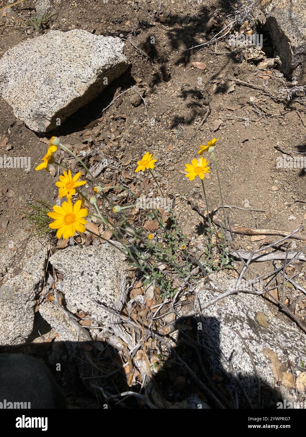 common woolly sunflower (Eriophyllum lanatum Stock Photo - Alamy
