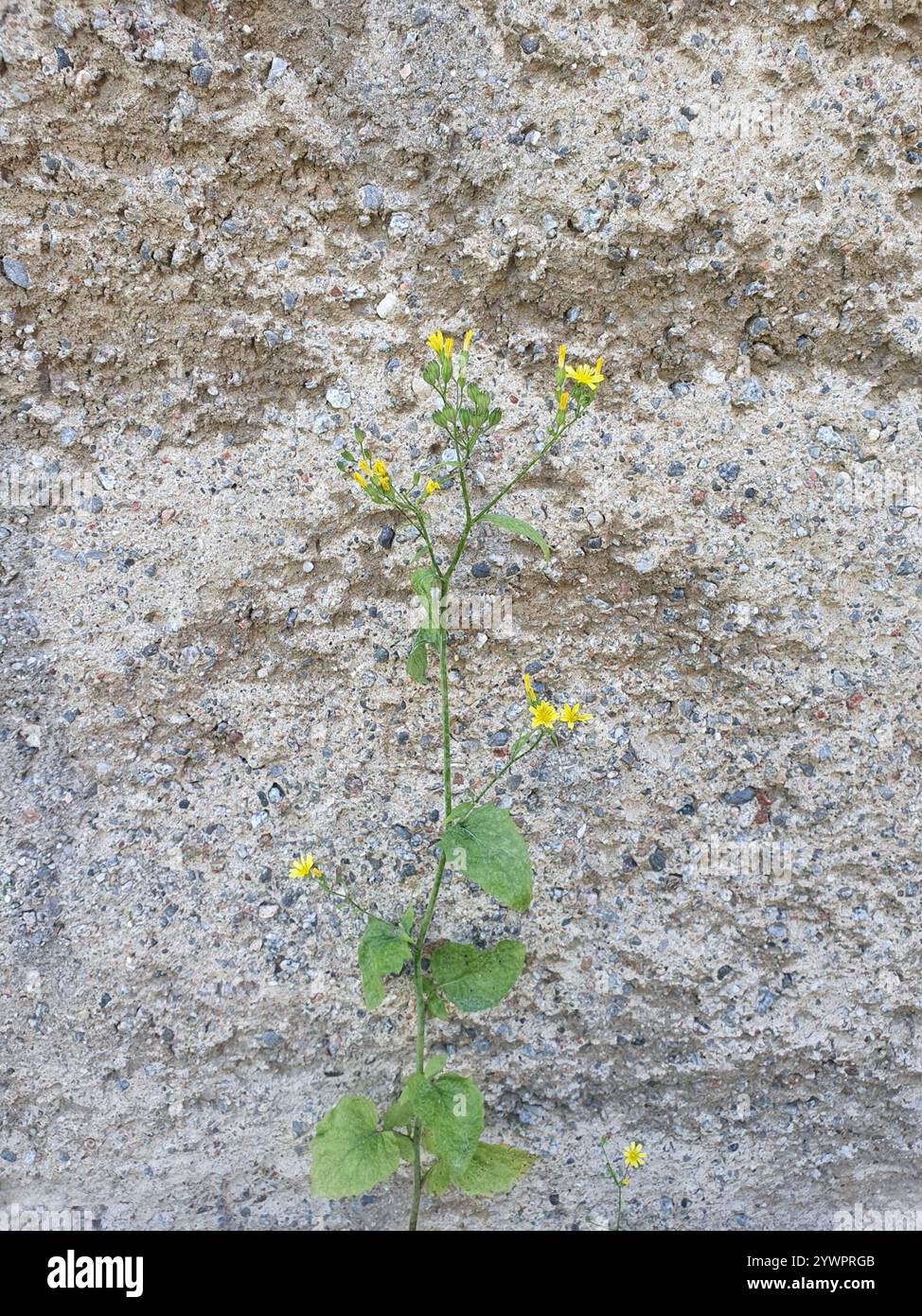 nipplewort (Lapsana communis Stock Photo - Alamy