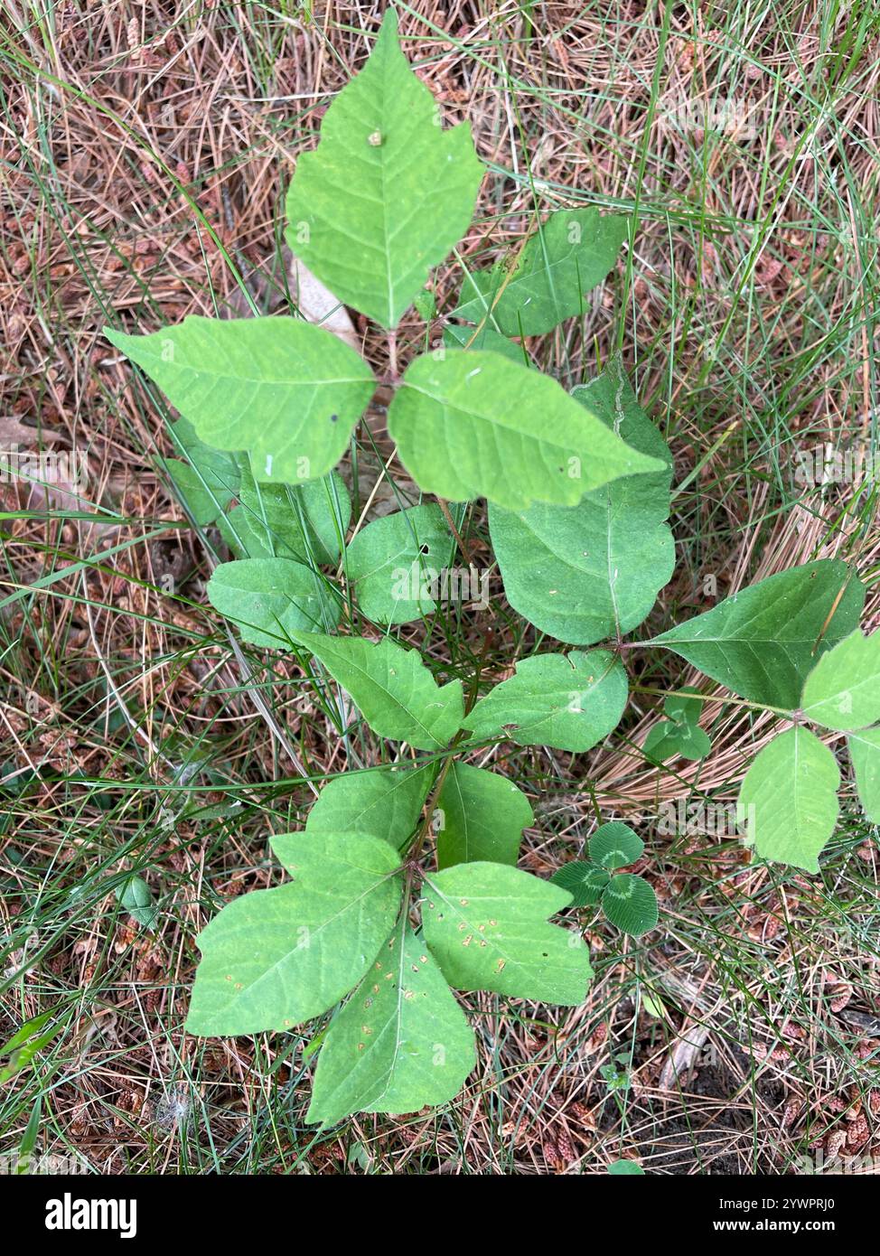 eastern poison ivy (Toxicodendron radicans Stock Photo - Alamy
