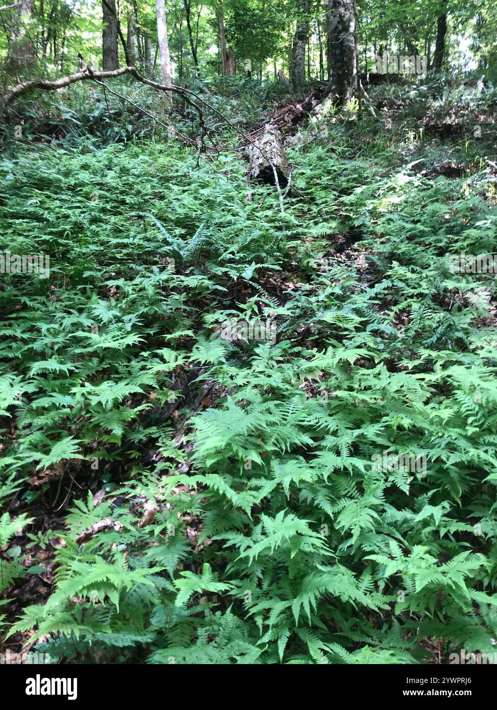broad beech fern (Phegopteris hexagonoptera Stock Photo - Alamy