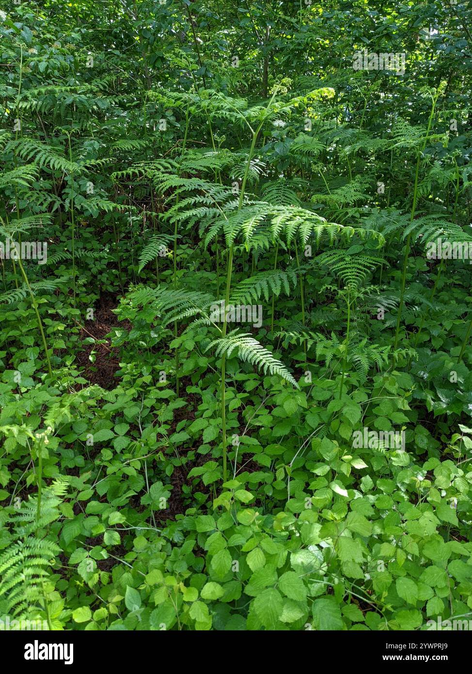 common bracken (Pteridium aquilinum Stock Photo - Alamy