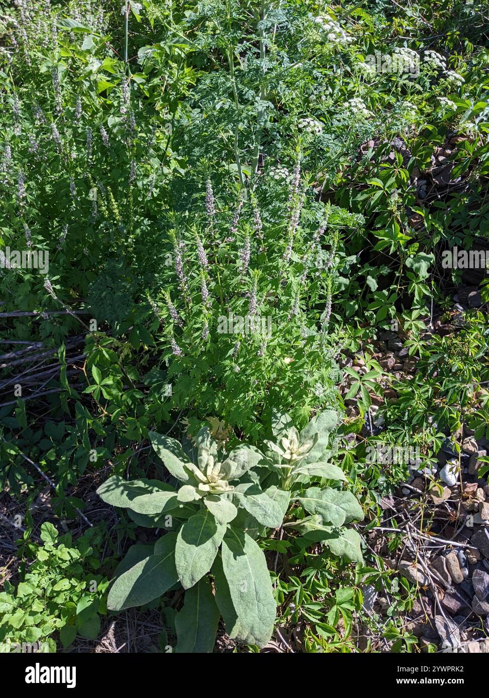 common motherwort (Leonurus cardiaca Stock Photo - Alamy